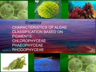 Algae general characters and classification | PPTX