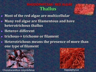 Algae general characters and classification | PPTX