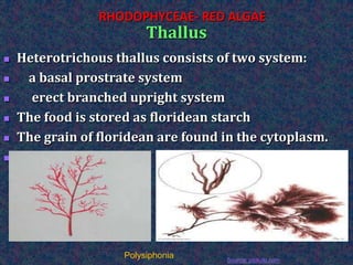 Algae general characters and classification | PPTX