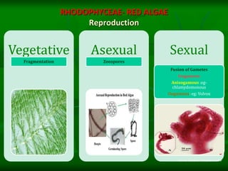 Algae general characters and classification | PPTX