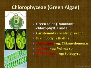 Algae general characters and classification | PPTX