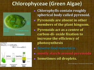 Algae general characters and classification | PPTX
