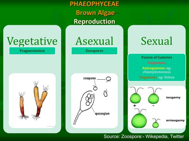 Algae general characters and classification | PPT