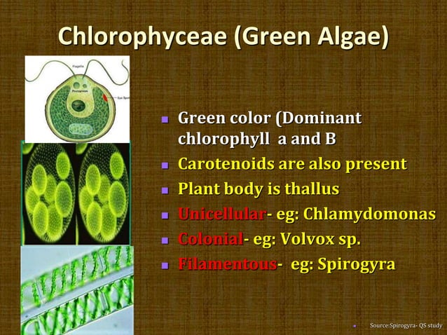 Algae general characters and classification | PPT
