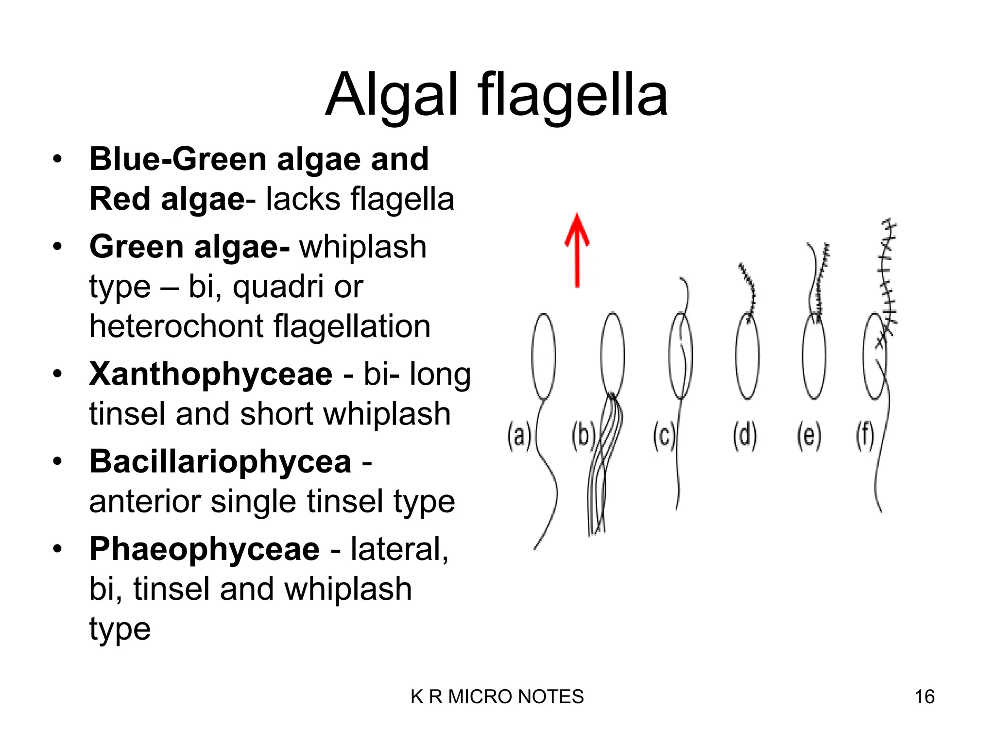 algae general features Habit and habitat | PPT