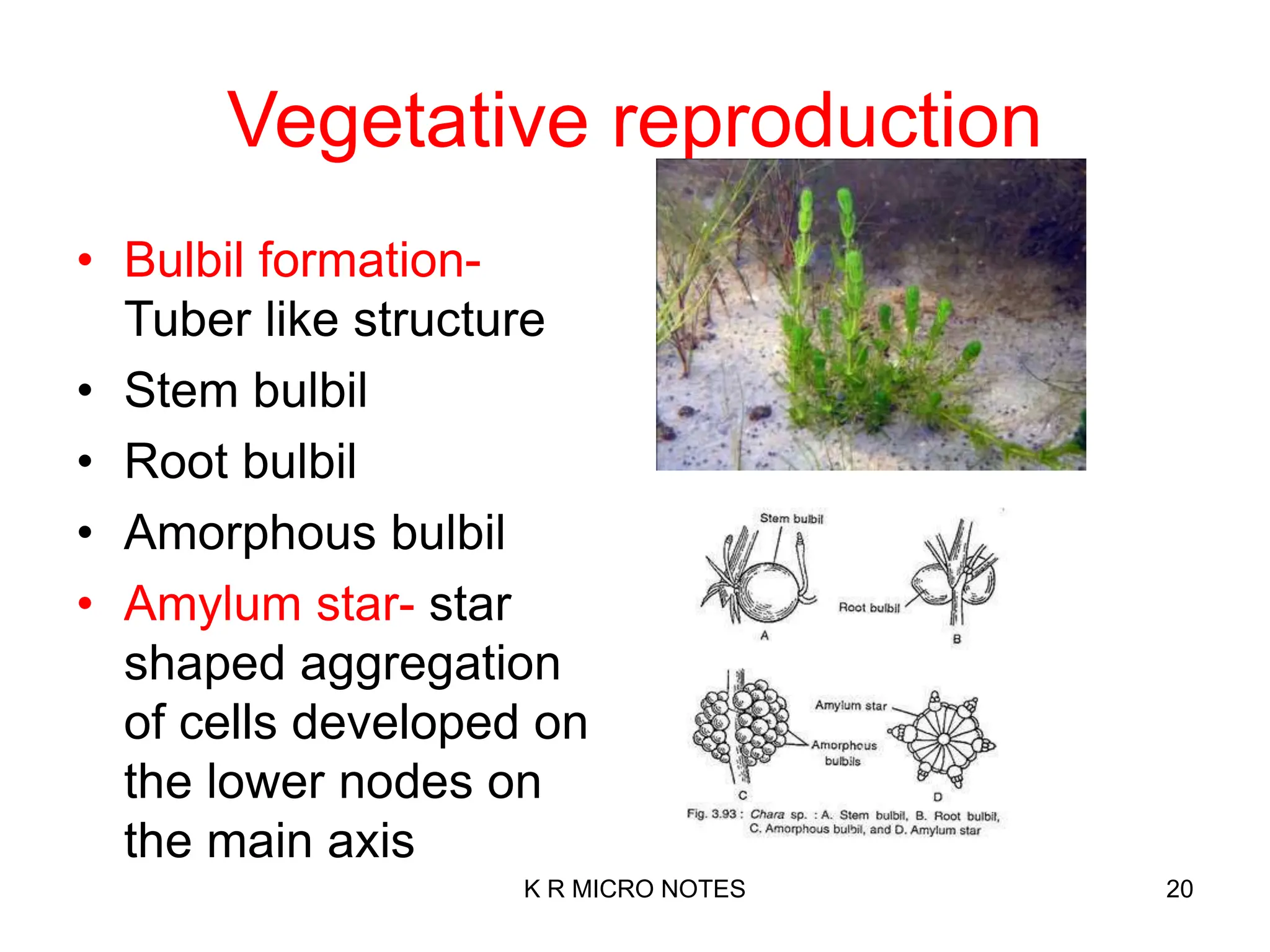 algae general features Habit and habitat | PPT
