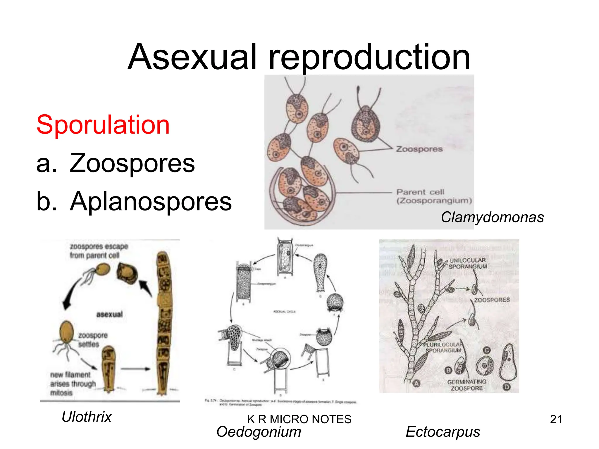 algae general features Habit and habitat | PPT