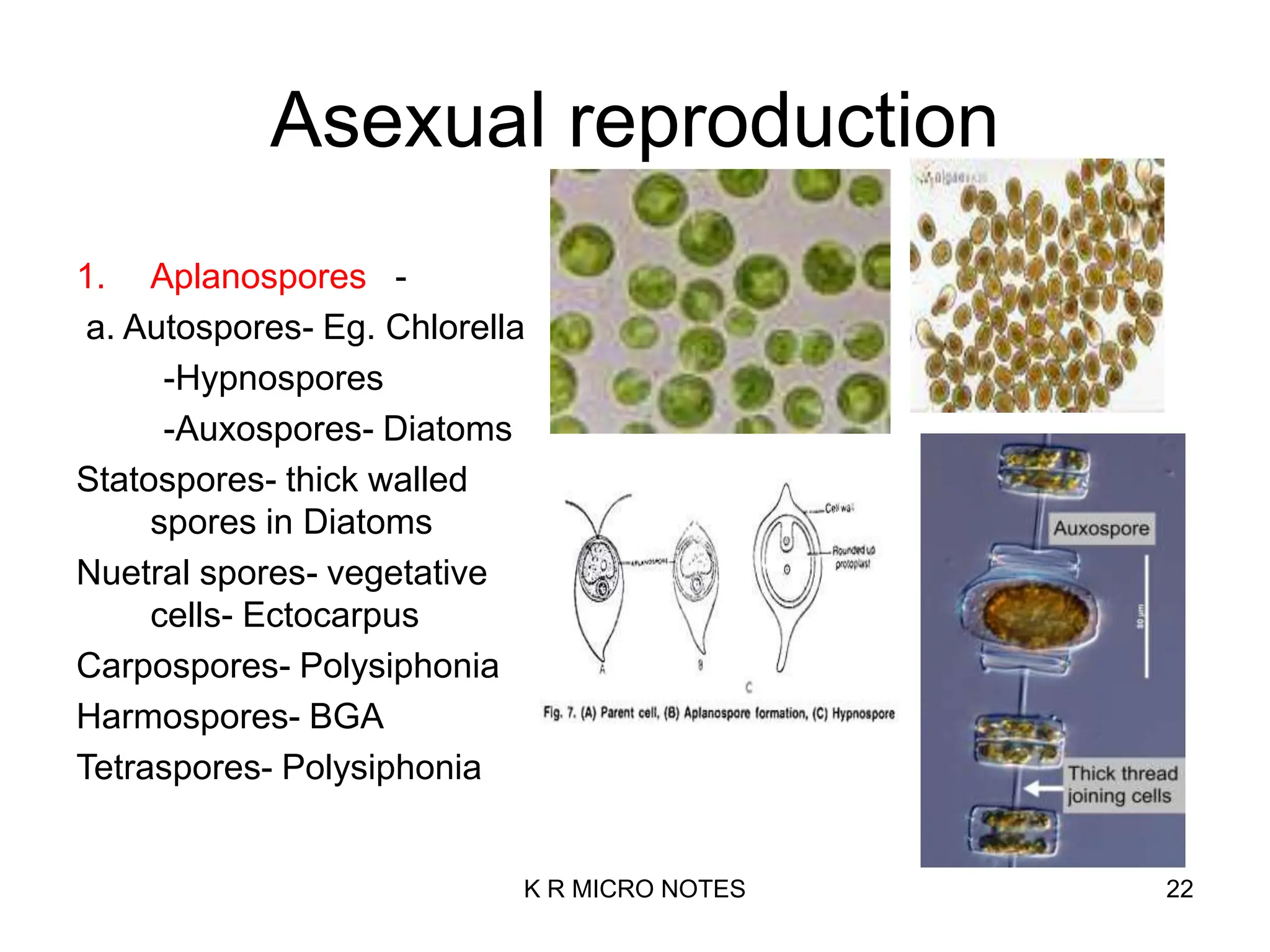 algae general features Habit and habitat | PPT