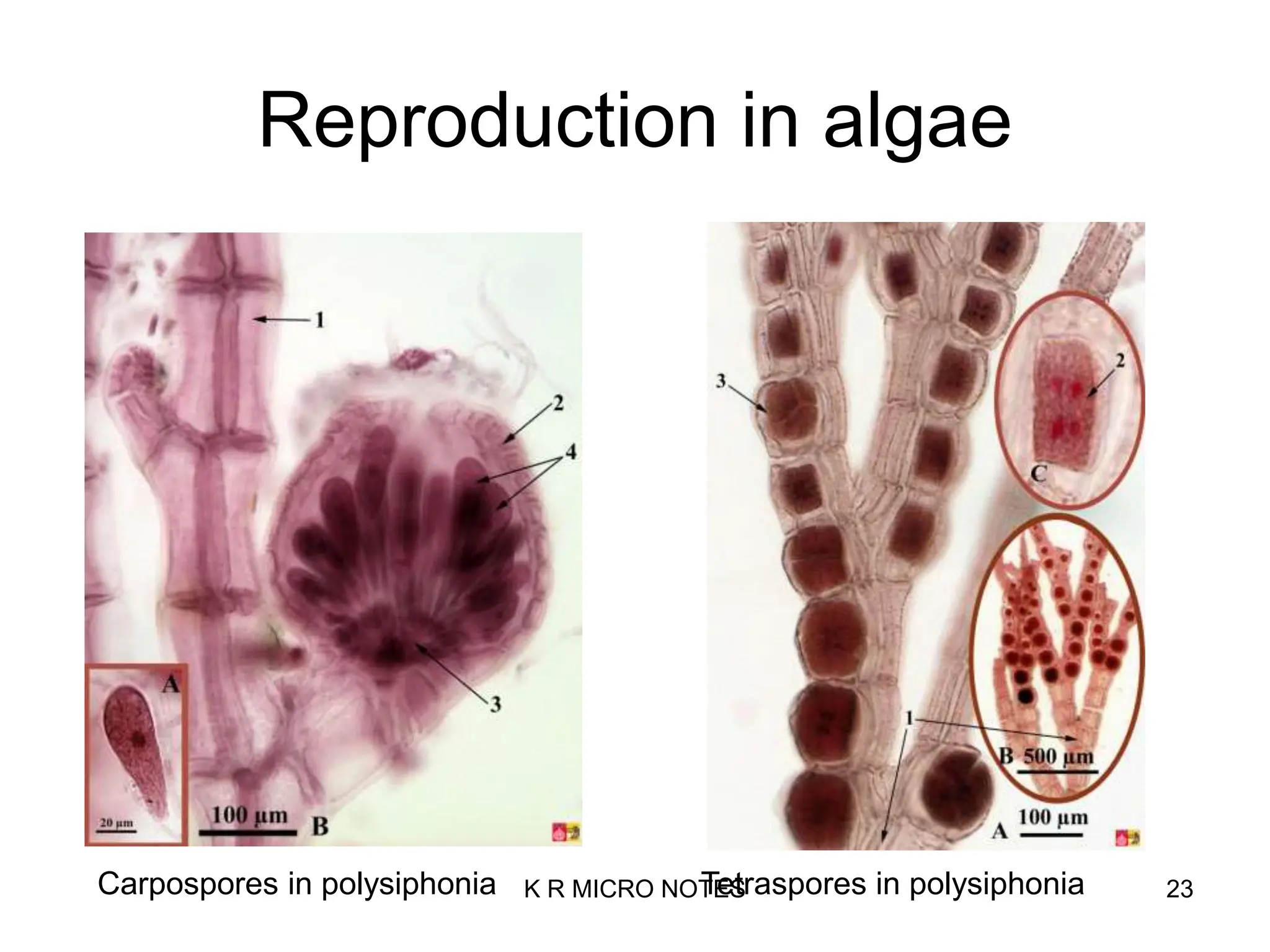 algae general features Habit and habitat | PPT
