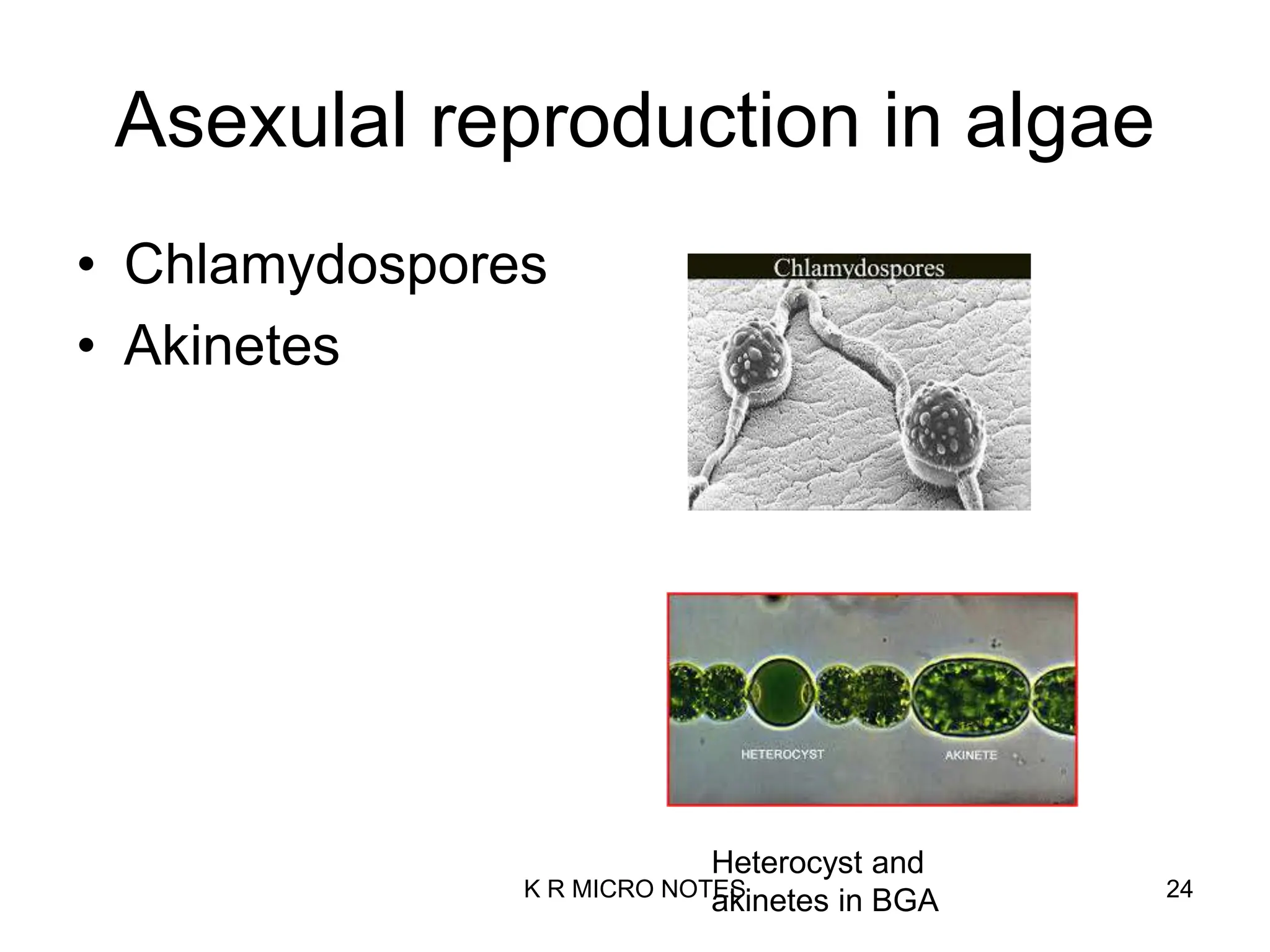 algae general features Habit and habitat | PPT