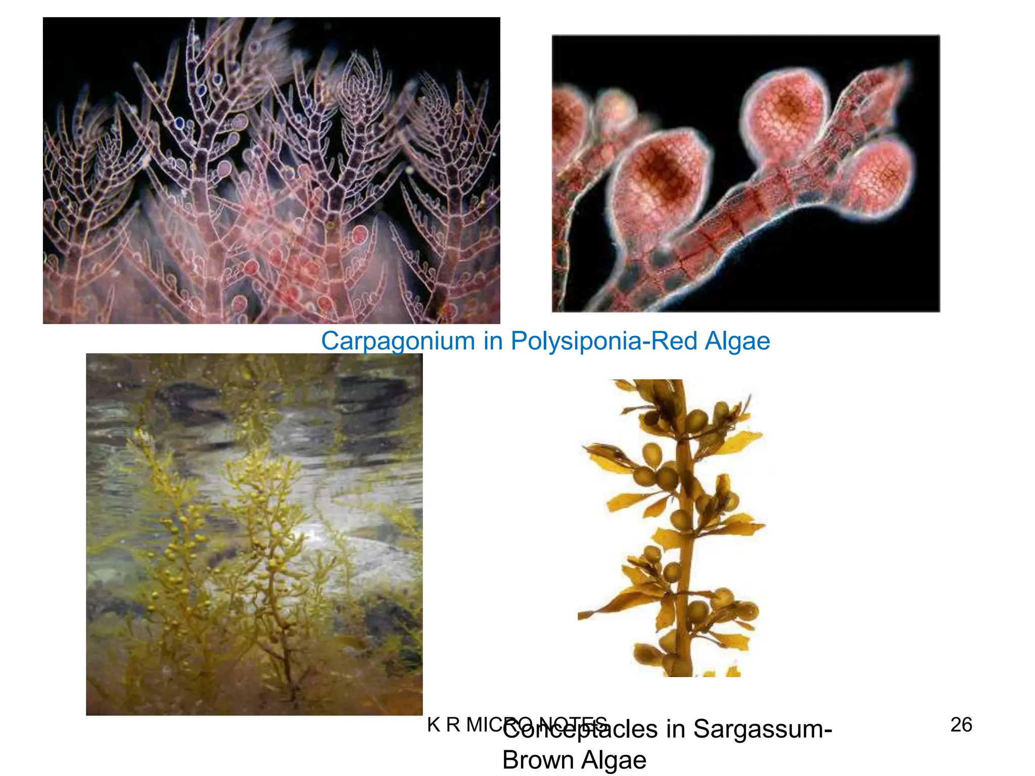 algae general features Habit and habitat | PPT