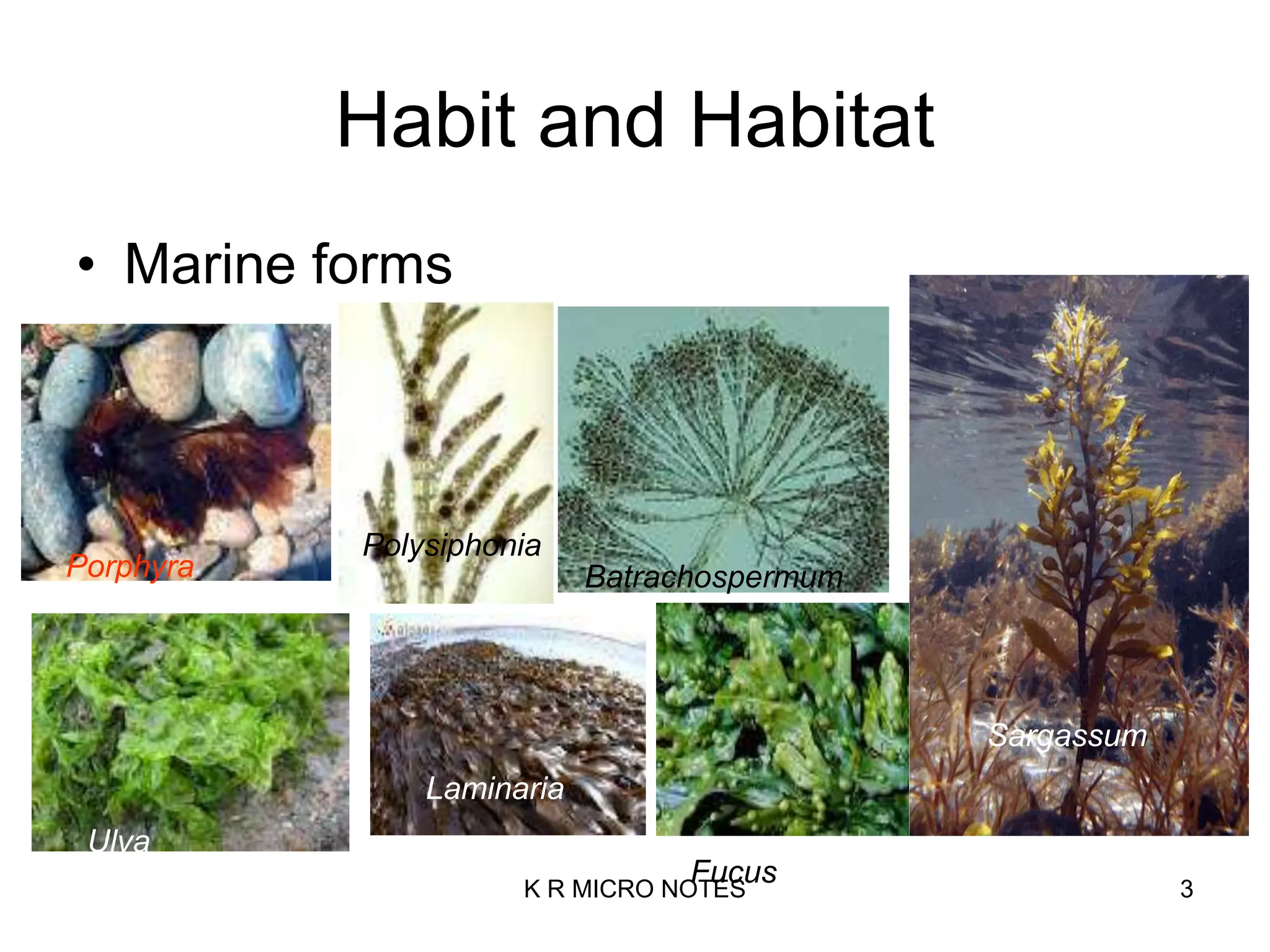algae general features Habit and habitat | PPT