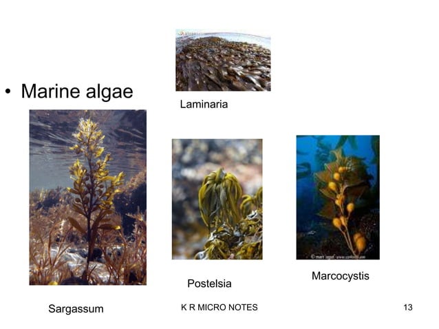 algae general features Habit and habitat | PPT | Biological Sciences ...
