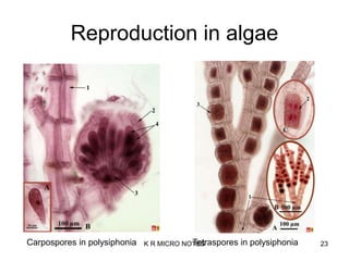 algae general features Habit and habitat | PPT