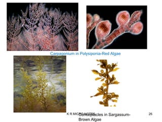 algae general features Habit and habitat | PPT