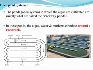 Symbiotic algae, Measurement of algal growth, Algal strain selection ...