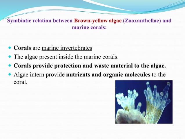Symbiotic algae, Measurement of algal growth, Algal strain selection ...