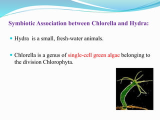 Symbiotic algae, Measurement of algal growth, Algal strain selection ...