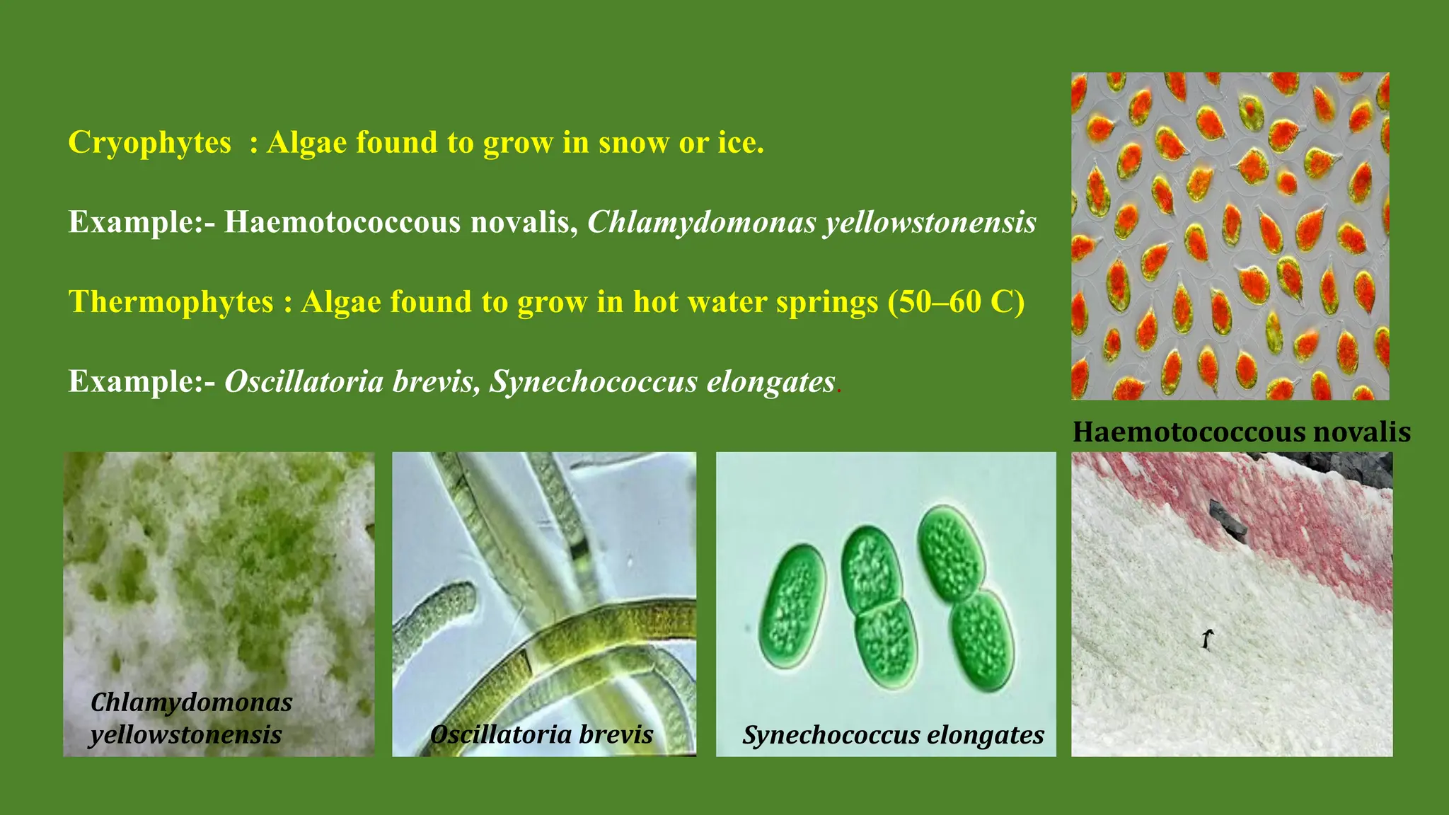 Algae Range of Habitats and occurrence.pdf