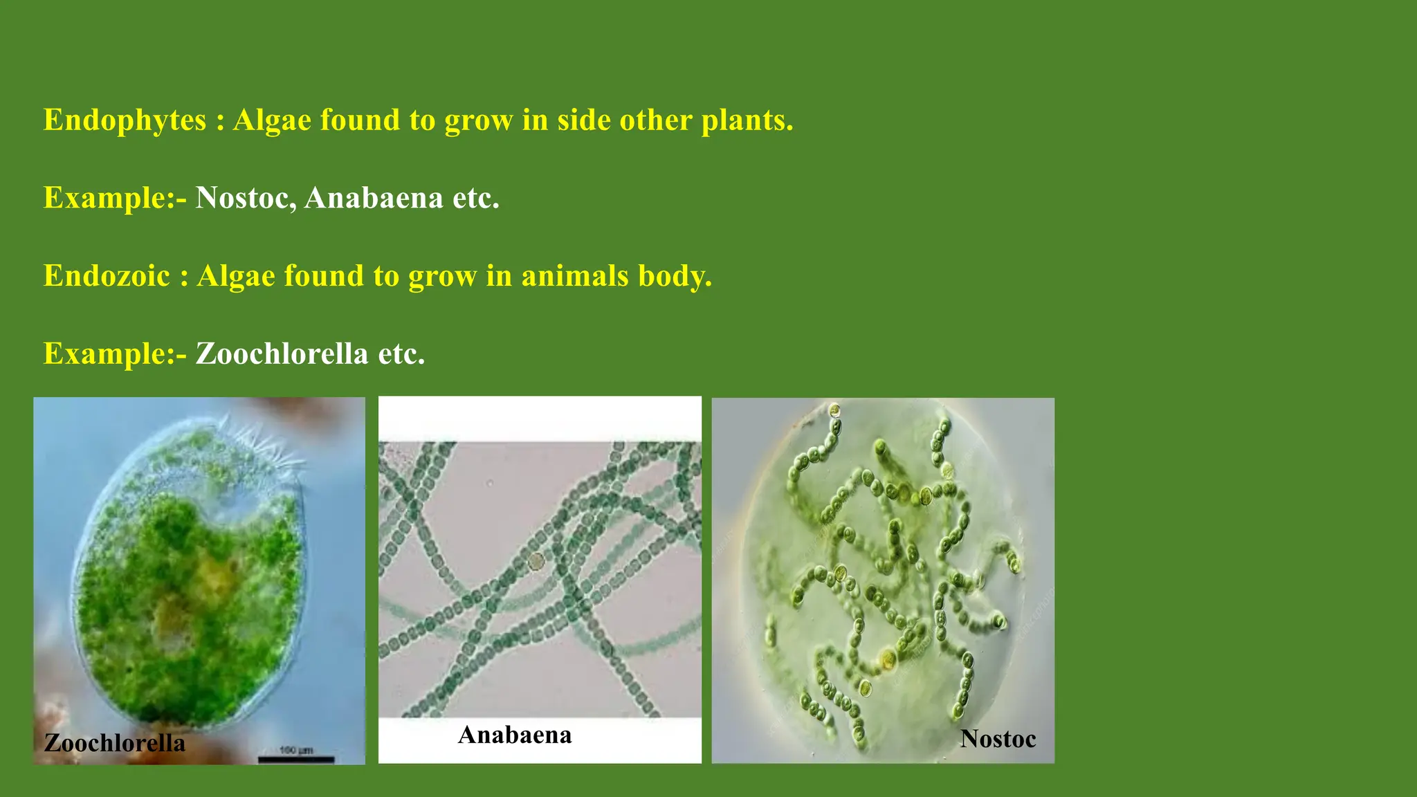Algae Range of Habitats and occurrence.pdf