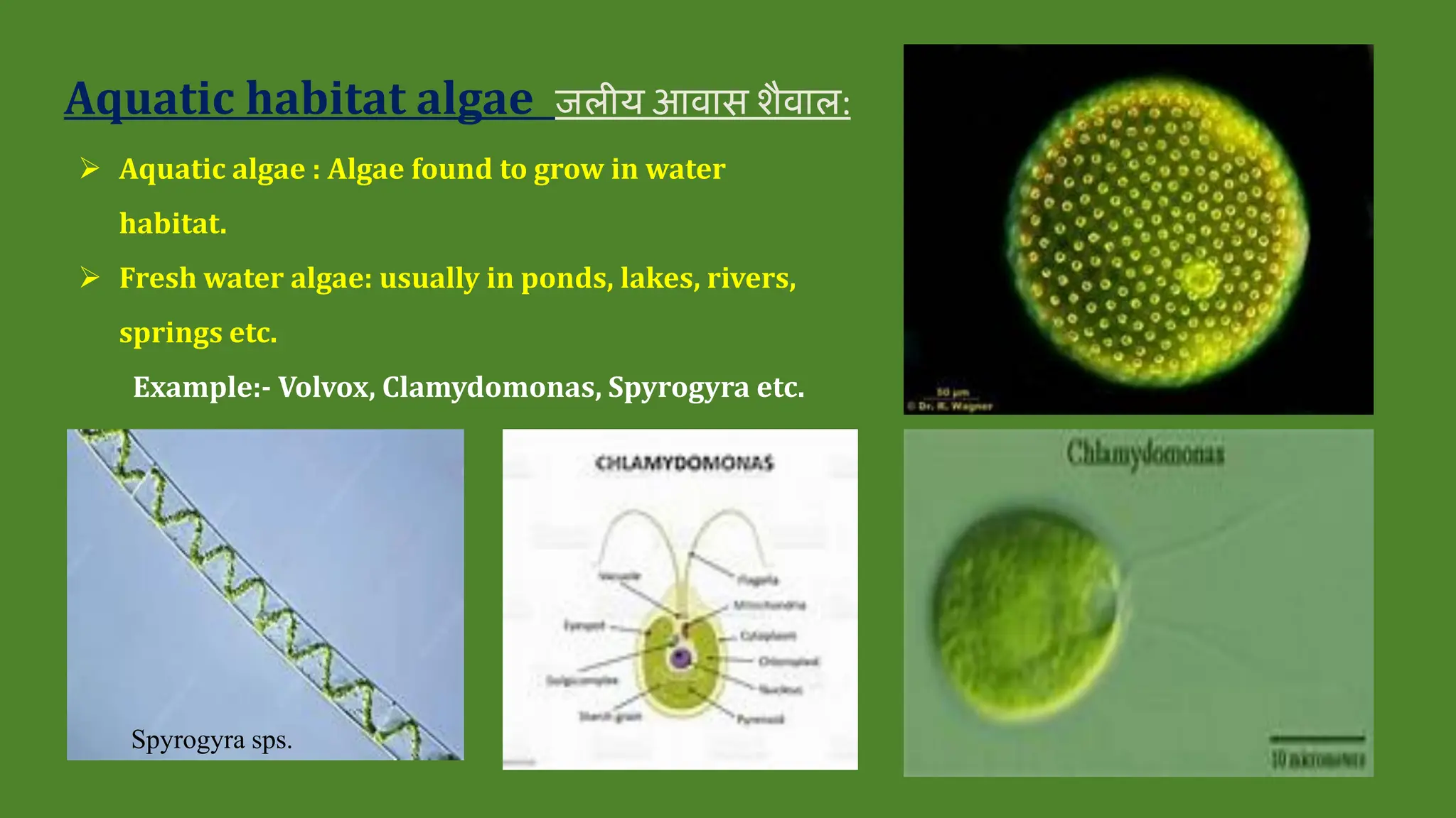 Algae Range of Habitats and occurrence.pdf