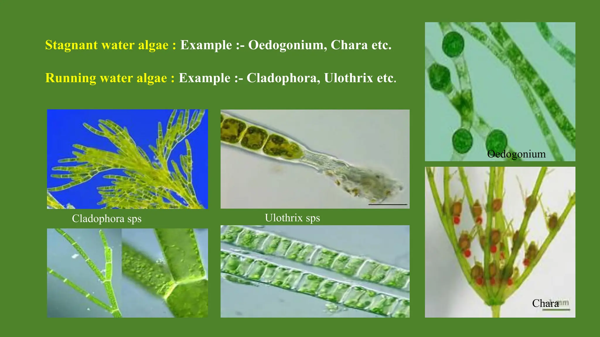 Algae Range of Habitats and occurrence.pdf