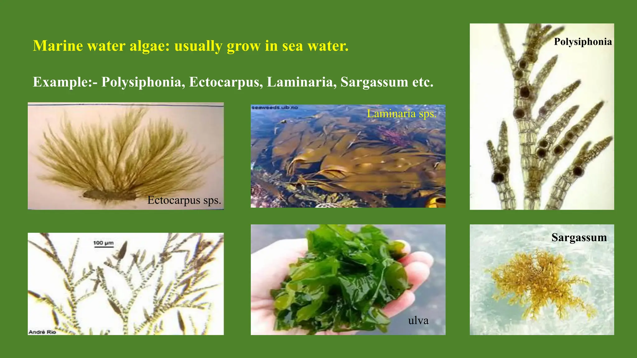 Algae Range of Habitats and occurrence.pdf