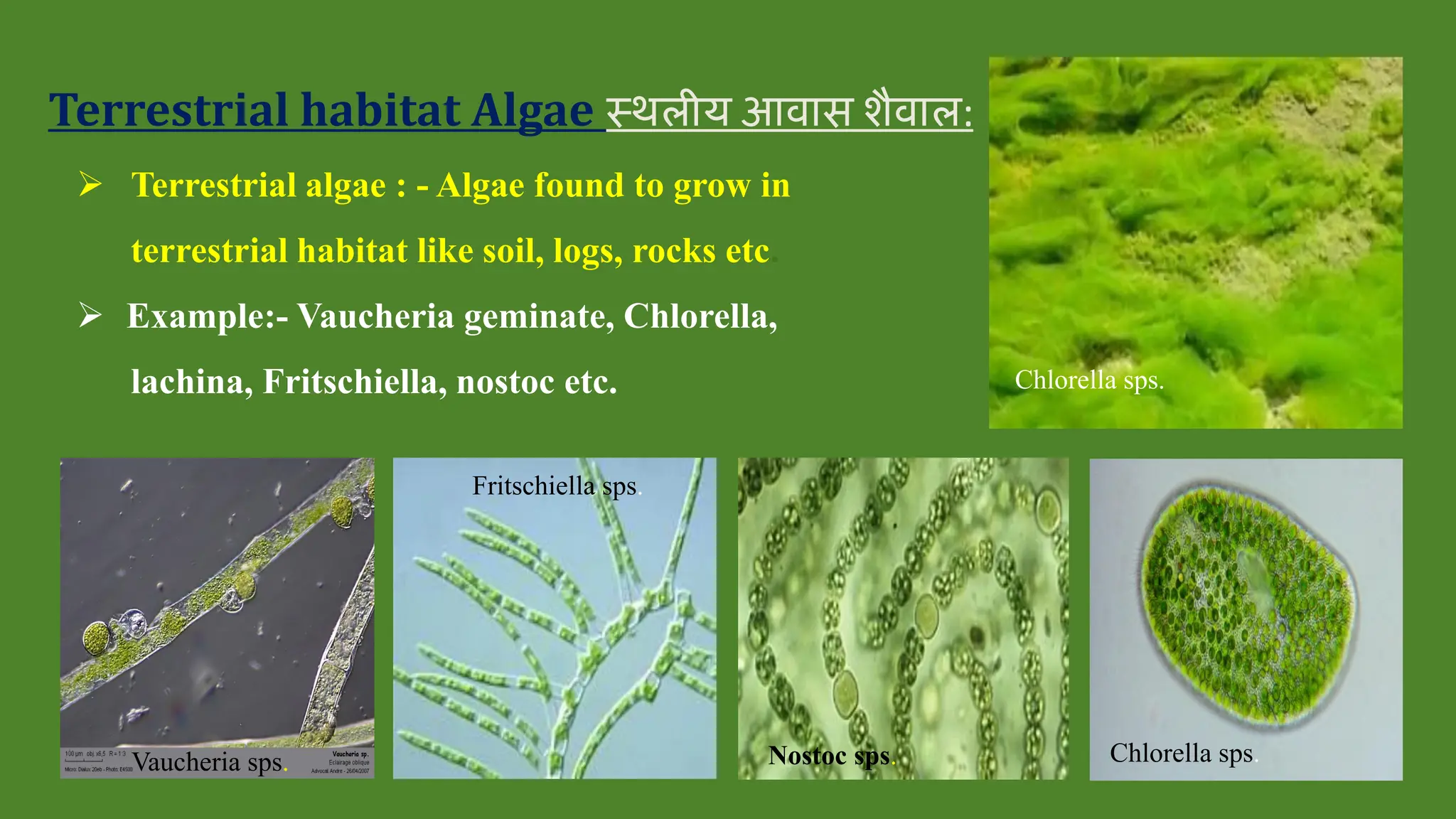 Algae Range of Habitats and occurrence.pdf