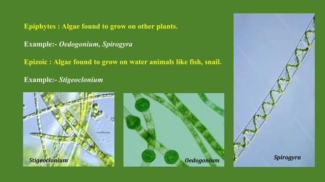 Algae Range of Habitats and occurrence.pdf