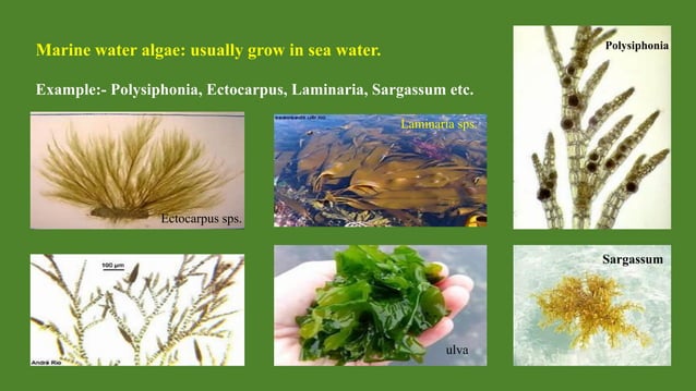 Algae Range of Habitats and occurrence.pdf