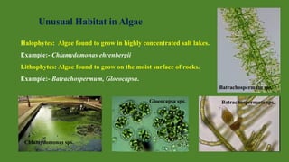 Algae Range of Habitats and occurrence.pdf
