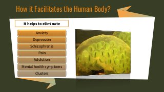 Algae Human Trials | A Study to Investigate the Effect Algae On Human Body