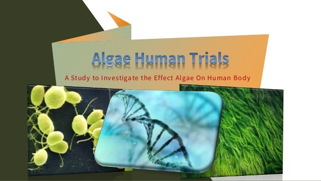 Algae Human Trials | A Study to Investigate the Effect Algae On Human Body