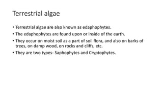 Algae in Diversified Habitats for M.Sc pptx | PPTX