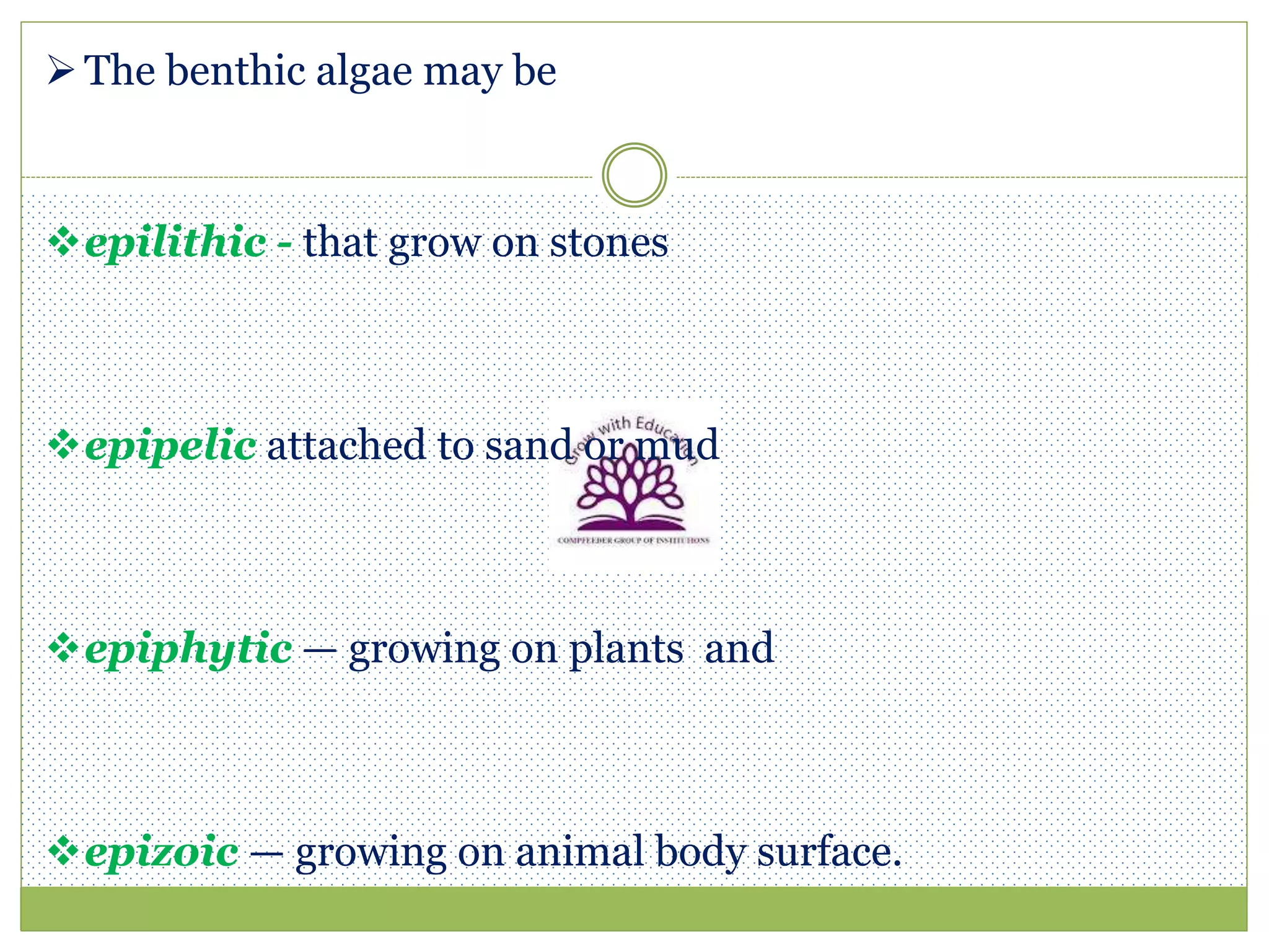 Algae introduction | PPTX