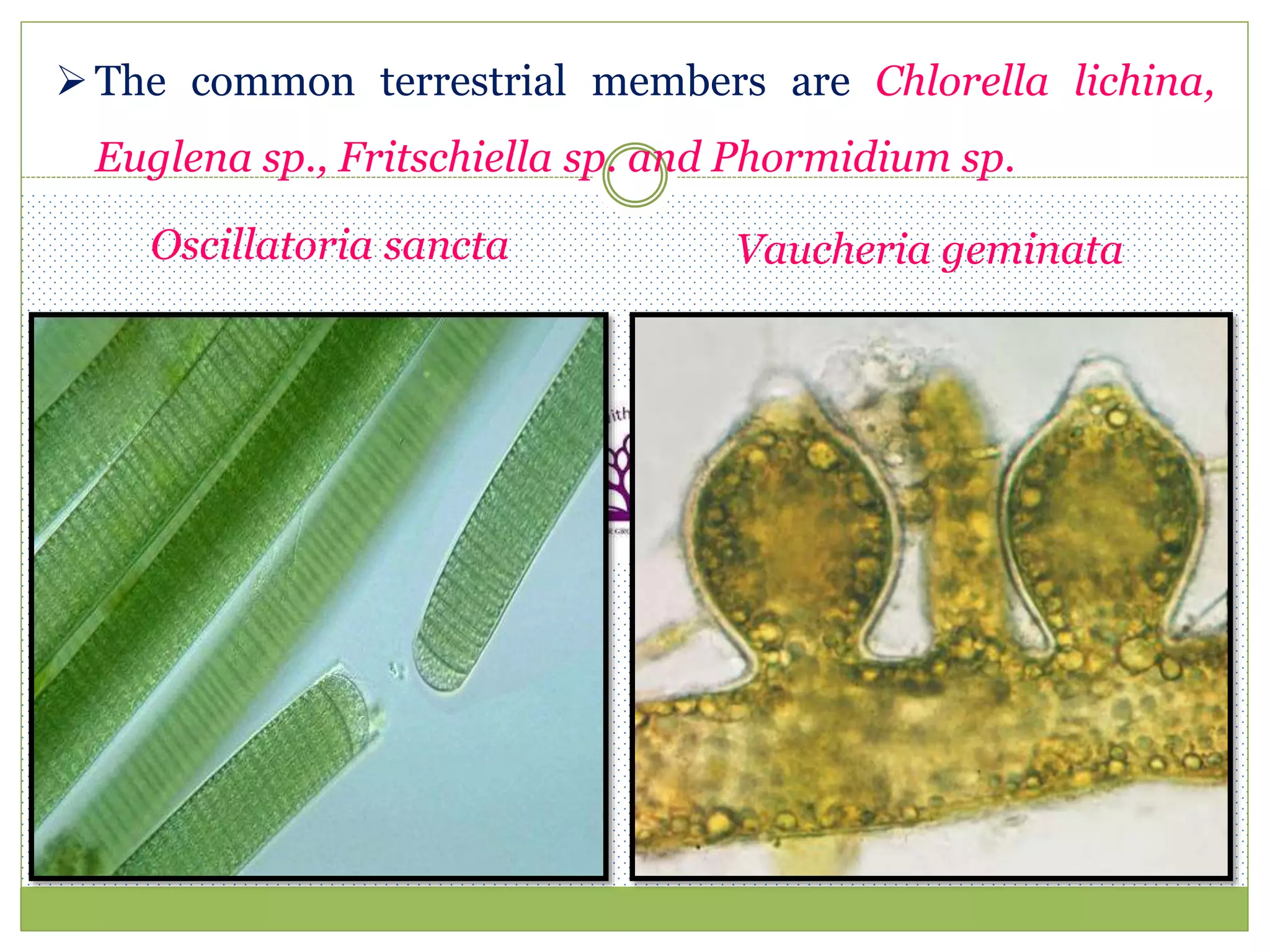 Algae introduction | PPTX