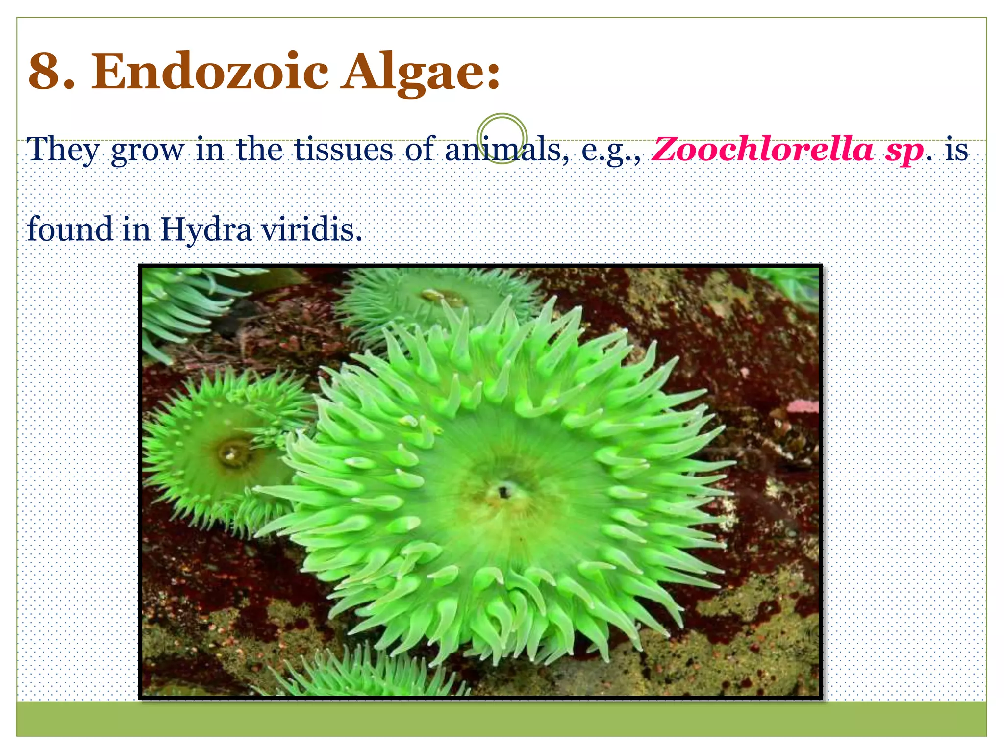 Algae introduction | PPTX
