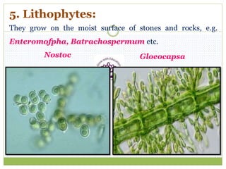 Algae introduction | PPTX