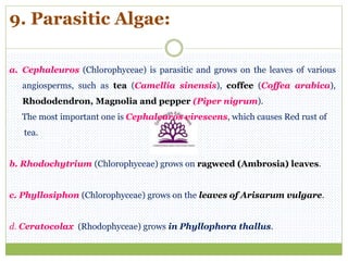 Algae introduction | PPTX