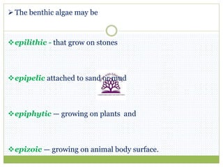 Algae introduction | PPT