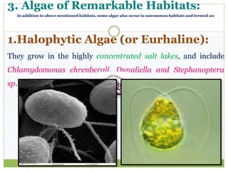 Algae introduction | PPT