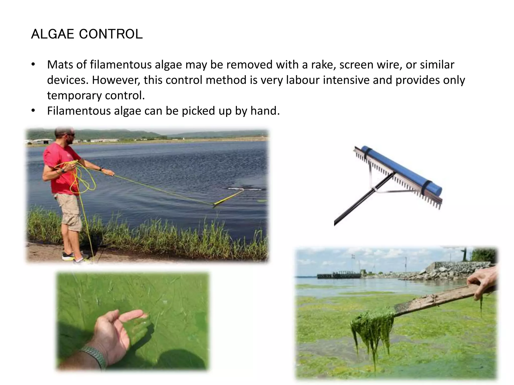 Problems and Control of Algae in water supply | PPTX