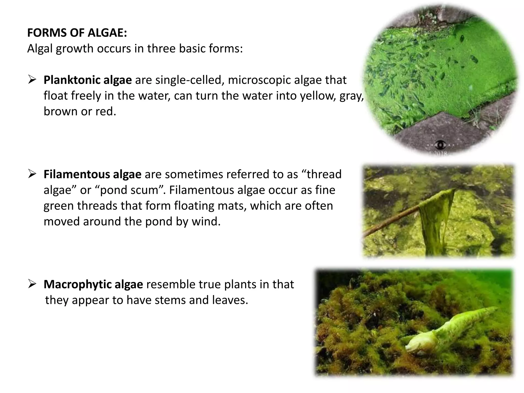 Problems and Control of Algae in water supply | PPTX