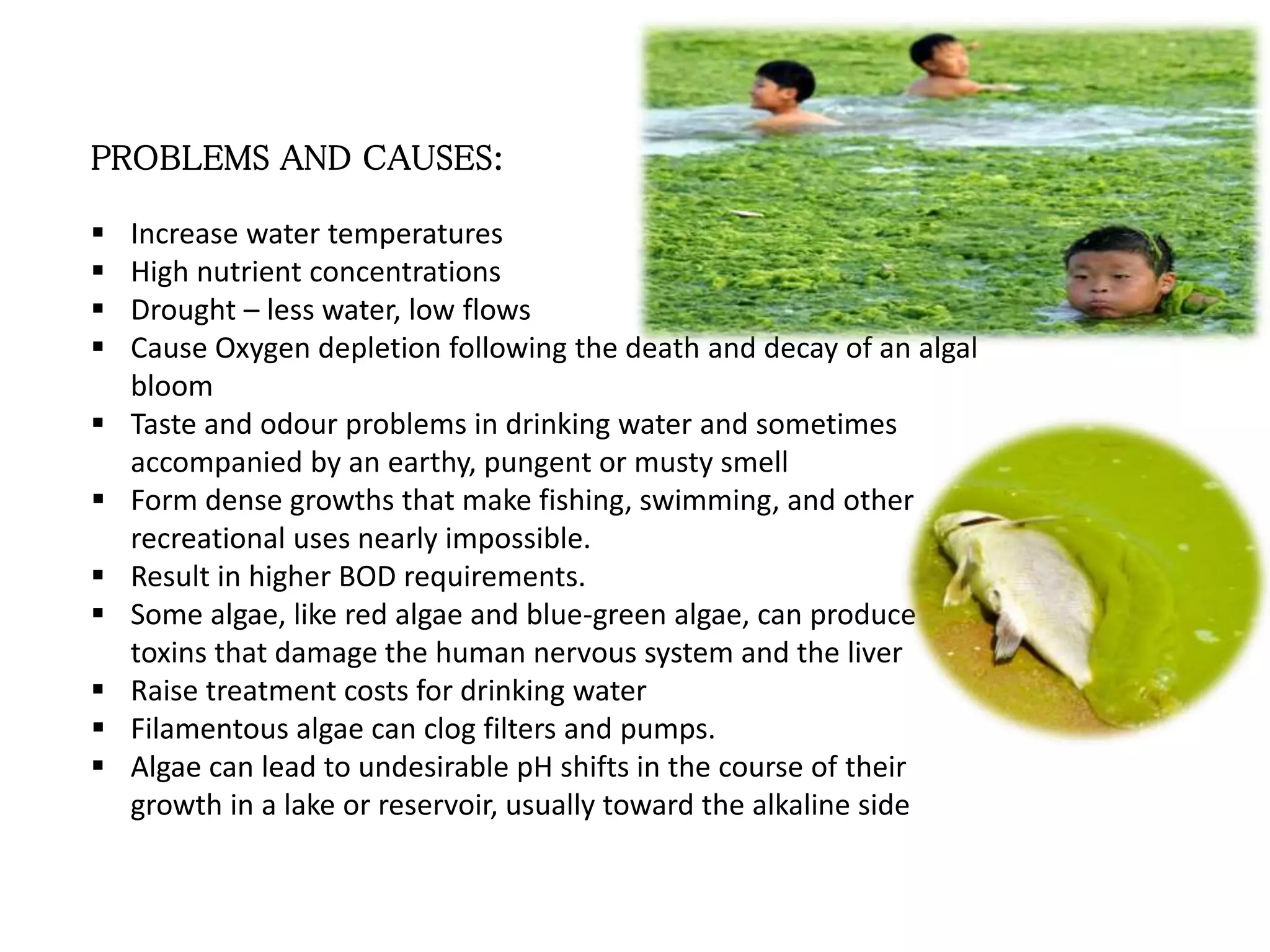 Problems and Control of Algae in water supply | PPTX