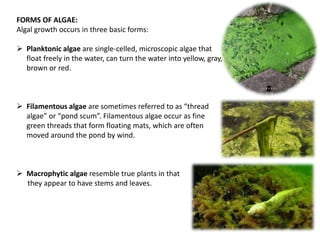 Problems and Control of Algae in water supply | PPTX | Biological ...
