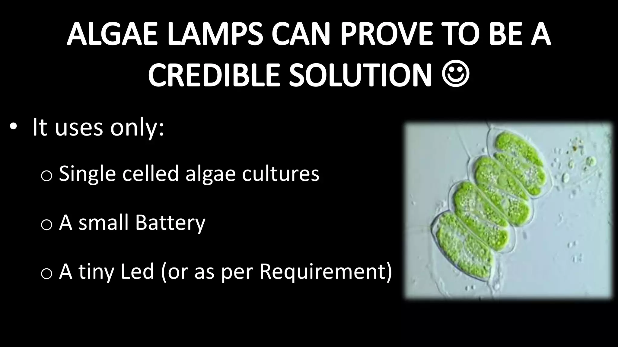 Algae lamps | PPT