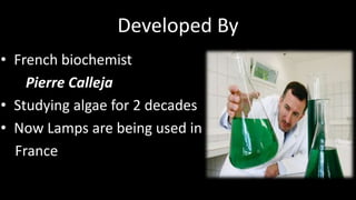 Algae lamps | PPT