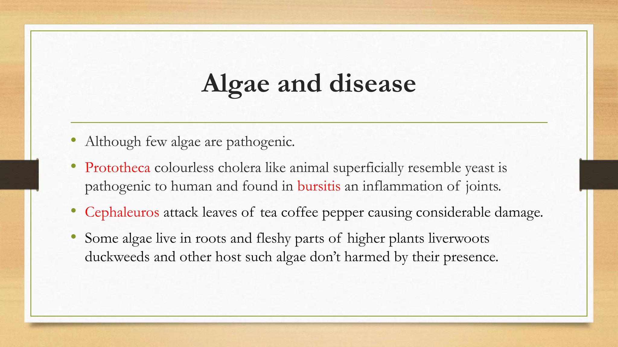 Characteristics of algea and lichens and their ecological importance | PDF