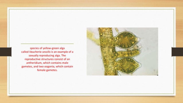 Characteristics of algea and lichens and their ecological importance ...