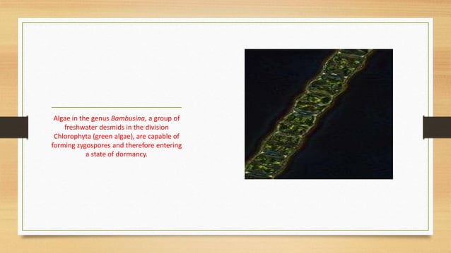 Characteristics of algea and lichens and their ecological importance ...